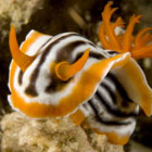 malapascua-resort-nudis-th - Evolution Diving Resort Malapascua