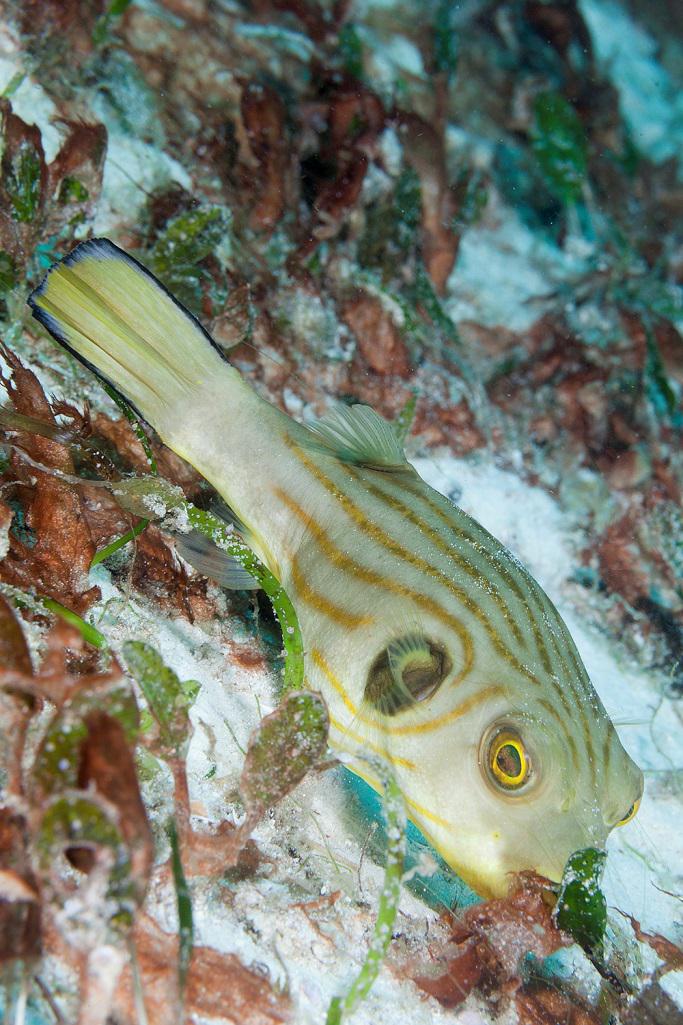 puffer-fish - Evolution Diving Resort Malapascua