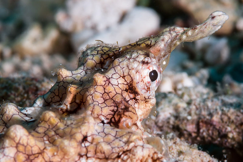 Creature Feature: Dragon Sea Moth | Evolution Diving Resort