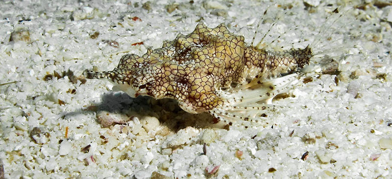 Creature Feature: Dragon Sea Moth | Evolution Diving Resort
