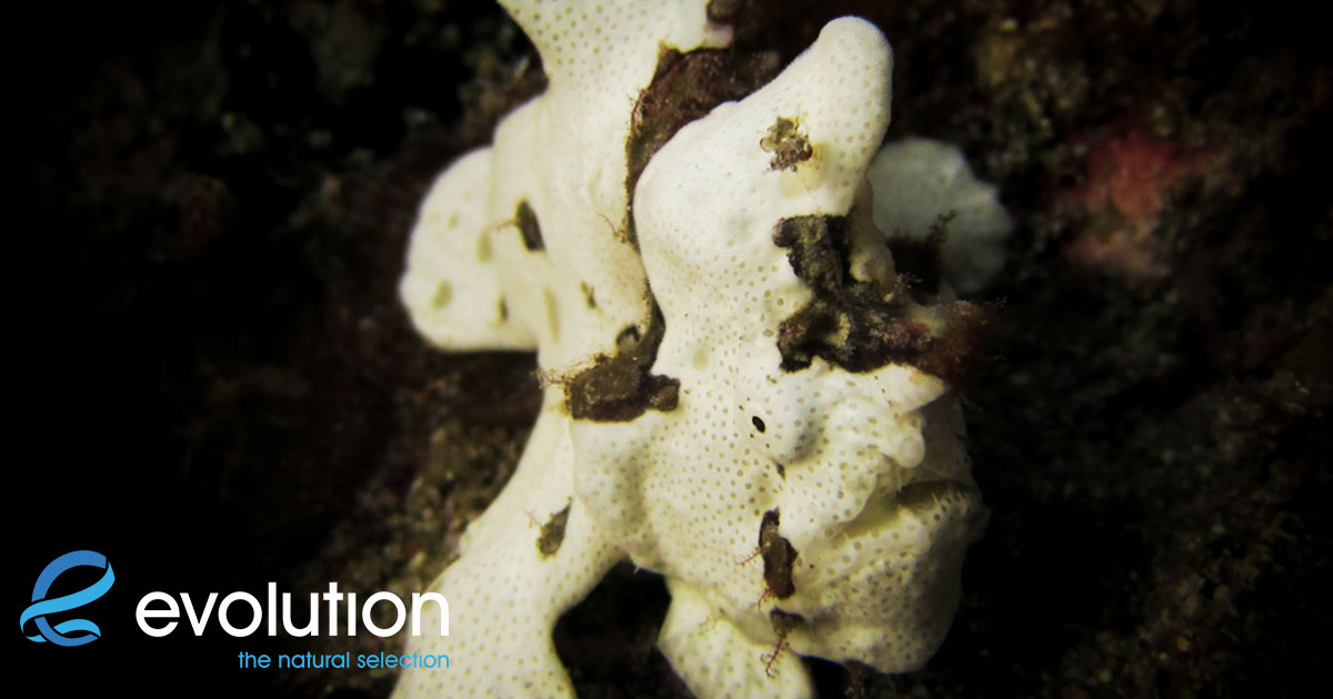 Creature Feature: The Frogfish - Evolution Diving Resort Malapascua