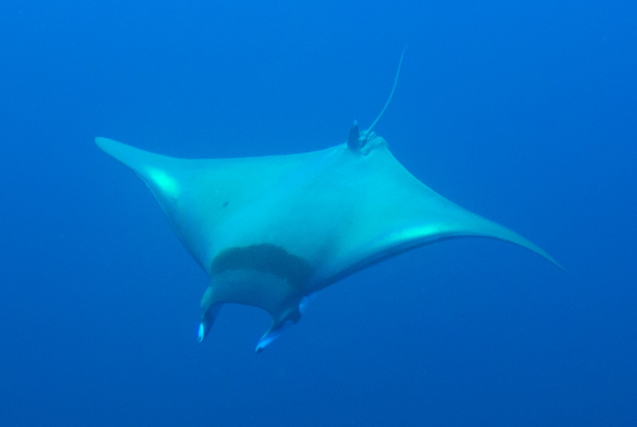devil-ray-malapascua-philippines - Evolution Diving Resort Malapascua