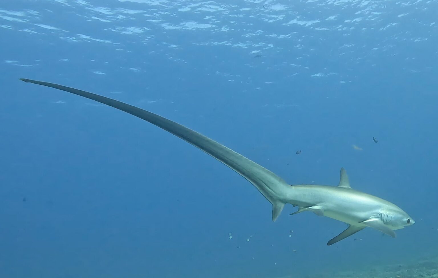 The Thresher Sharks of Malapascua - Evolution Diving Resort Malapascua